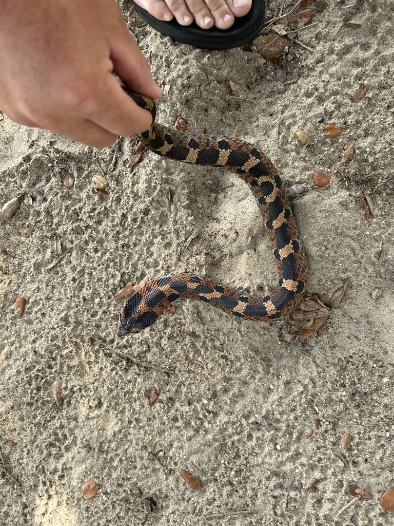 Eastern Hognose Snake from Purple Martin Ln, Southern Shores, NC, US on ...