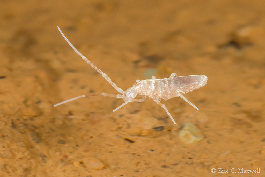 Pseudosinella in March 2024 by Eric C. Maxwell. @springtology did you ...