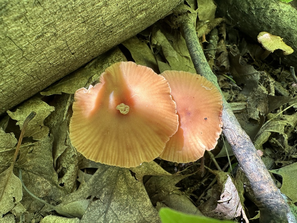 deceiver from Warnimont Park, Cudahy, WI, US on June 30, 2024 at 02:37 ...