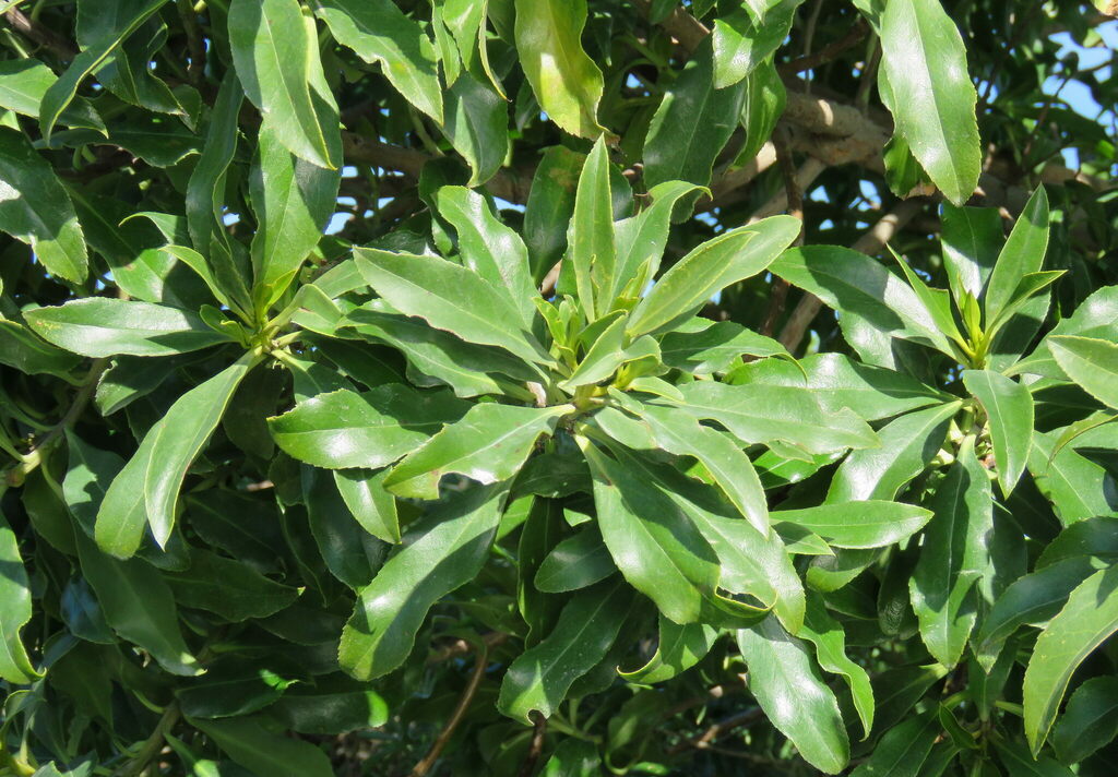 common boobialla from Southbridge, New Zealand on June 30, 2024 at 01: ...