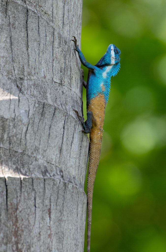 Myanmar Blue Crested Lizard from Yangon, Myanmar (Burma) on May 11 ...