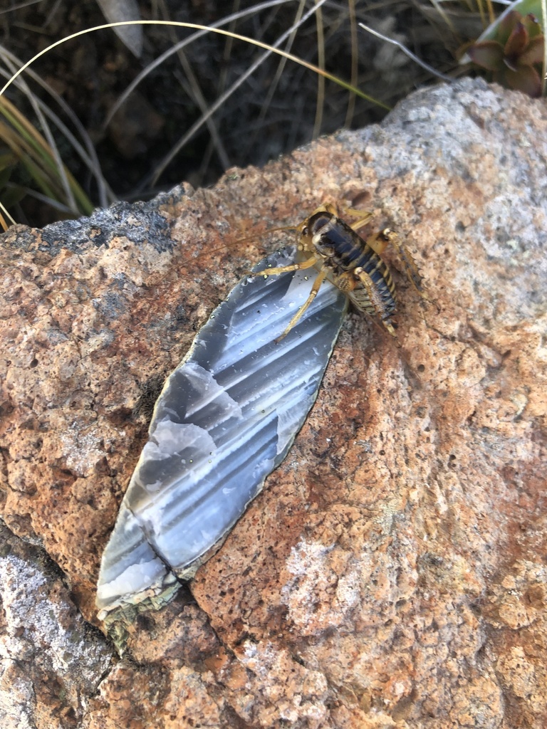 Mountain Stone Weta from South Island / Te Waipounamu, Mount Somers ...