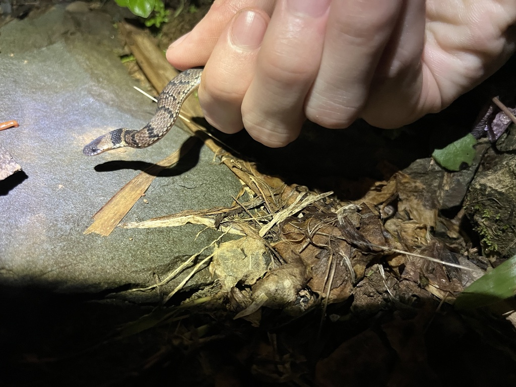 Spotted Coffee Snake in June 2024 by Matthew. Lifer · iNaturalist