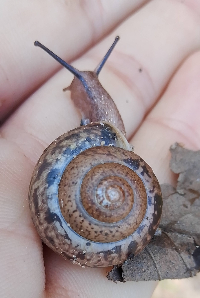 Bush snail from Новгородская обл., Россия, 173520 on June 30, 2024 at ...