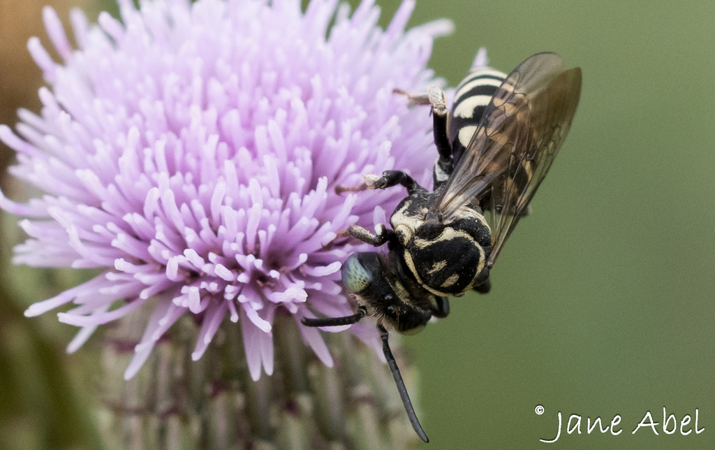 Sunflower Cuckoo Nomad Bee from Richland, WA, USA on June 29, 2024 at ...