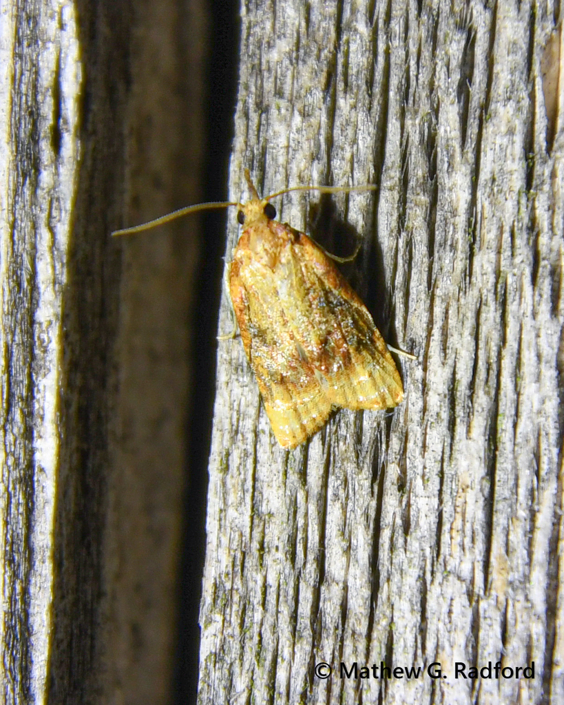 Black-shaded Platynota Moth from Tulsa, OK, USA on June 30, 2024 at 11: ...