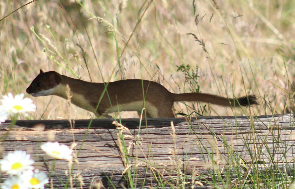 Long-tailed Weasel from Tehama County, CA, USA on June 30, 2024 at 12: ...
