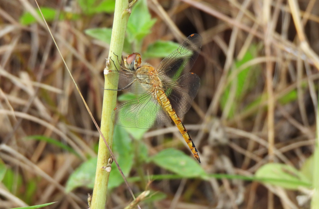 Wandering Glider from Jeneponto Regency, South Sulawesi, Indonesia on ...