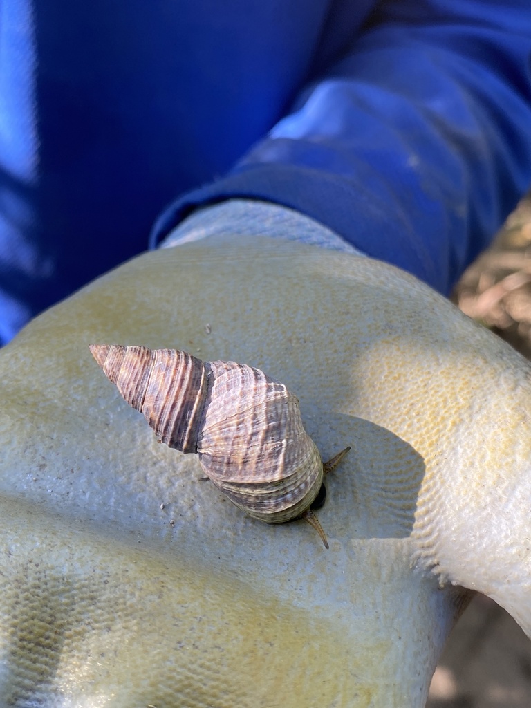 Littoraria from Bassett Basin Fish Habitat Area, Cremorne, QLD, AU on ...