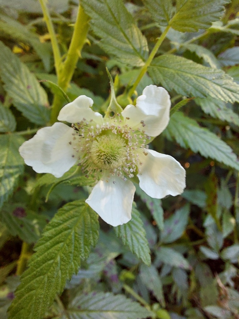 roseleaf bramble from Springbrook QLD 4213, Australia on June 30, 2024 ...