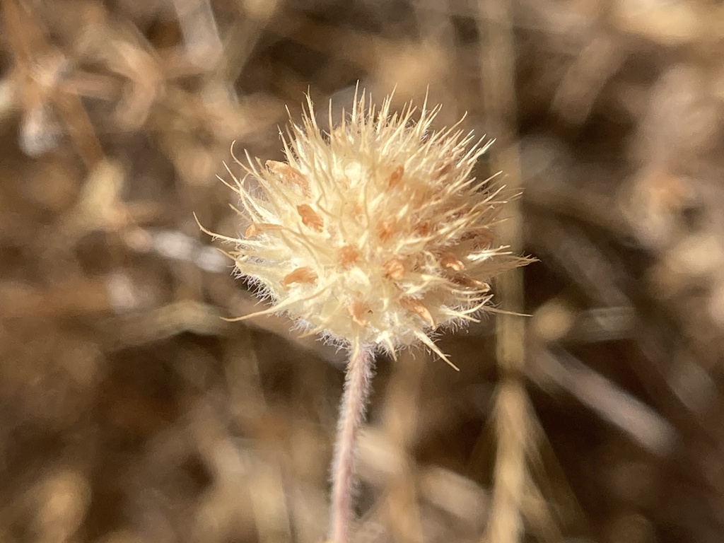 small-headed clover from Alameda County, CA, USA on June 28, 2024 at 10 ...