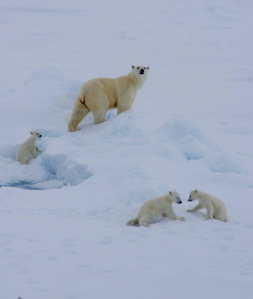 Polar Bear on June 15, 2016 at 11:25 PM by drscotttaylor · iNaturalist