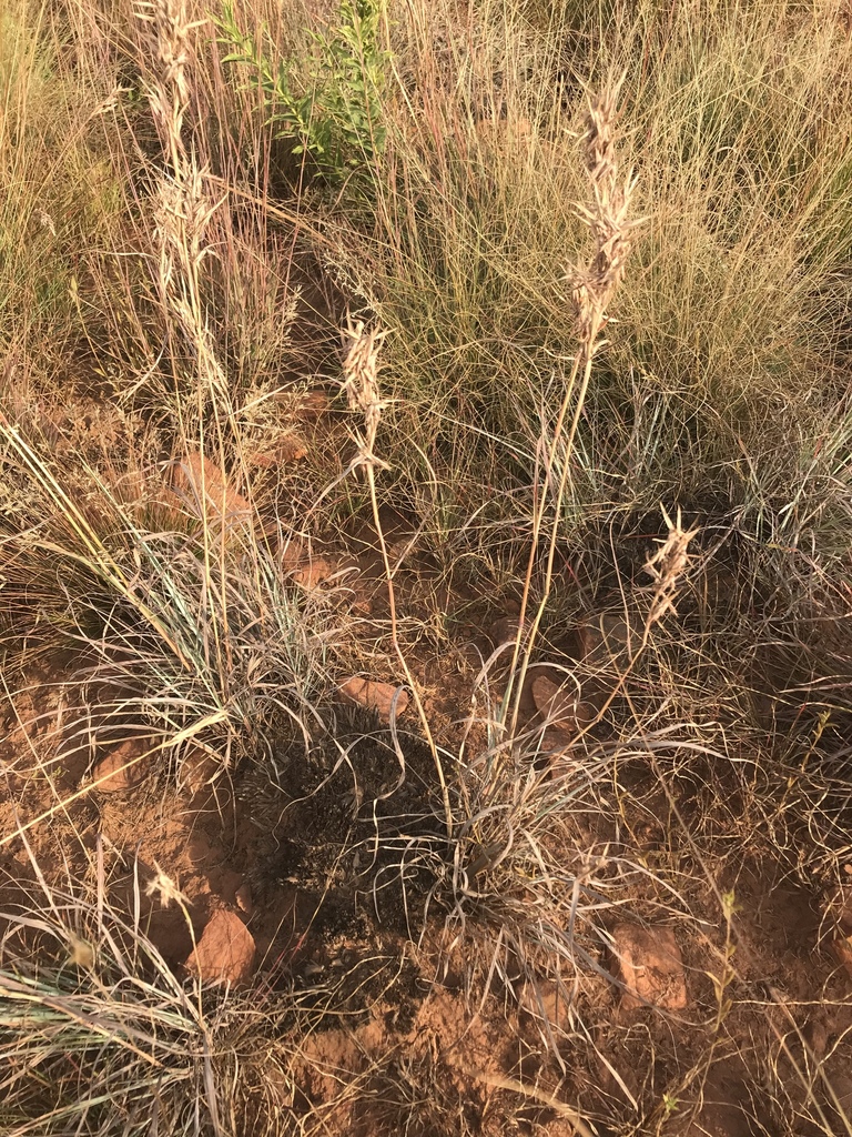 Narrowleaf Turpentine Grass from Wagterskop, Westonaria, GP, ZA on May ...