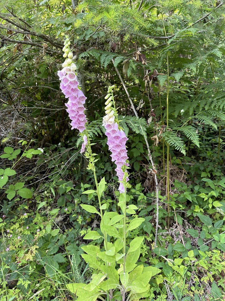 purple foxglove from Y Rd, Bellingham, WA, US on June 28, 2024 at 05:22 ...
