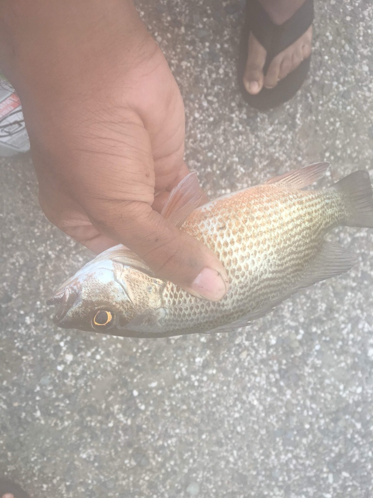 Gray Snapper from Punta Pozuelo, Guayama, PR, US on August 5, 2017 at ...