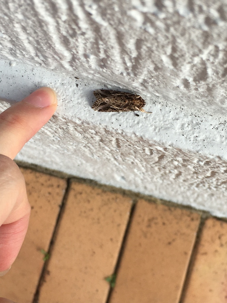 Oriental leafworm moth from Norfolk Rd, Epping, NSW, AU on June 23 ...