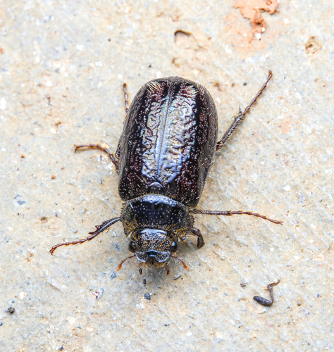 Genus Brachyllus · iNaturalist United Kingdom