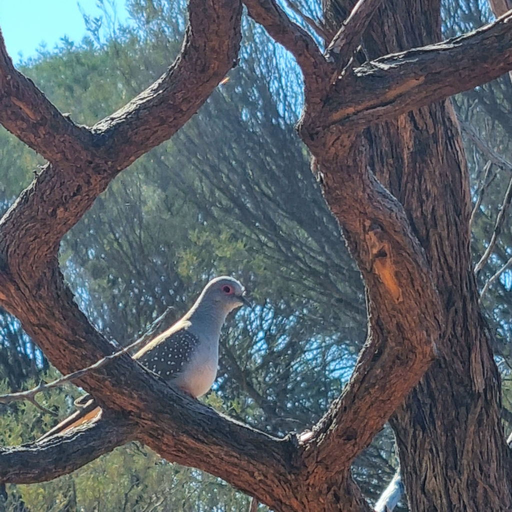 Diamond Dove from Sandstone WA 6639, Australia on June 24, 2024 at 10: ...