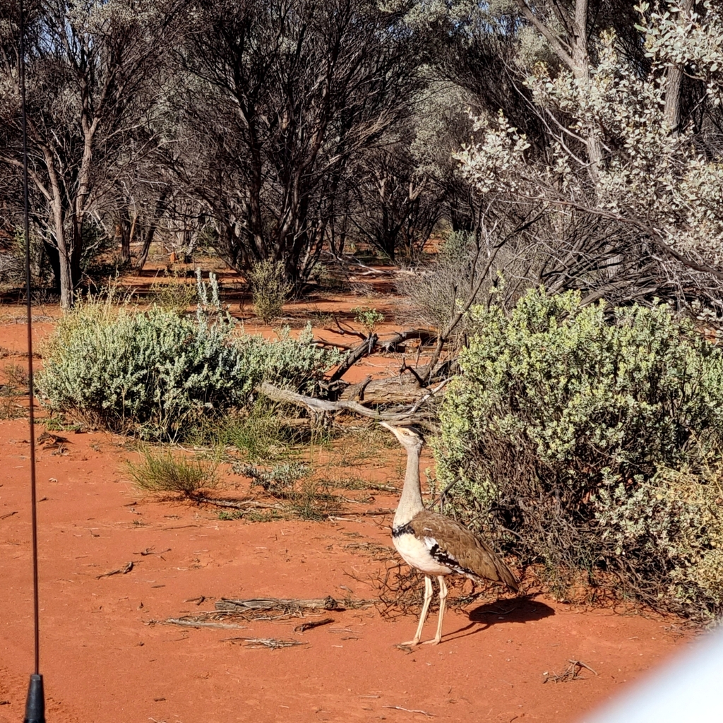 Australian Bustard from Sandstone WA 6639, Australia on June 25, 2024 ...