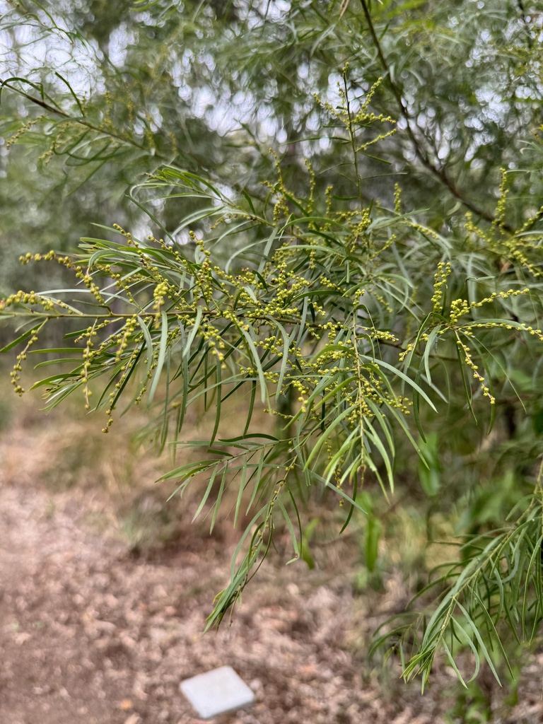 Brisbane wattle from Northwest Outer Brisbane, Fitzgibbon, QLD, AU on ...