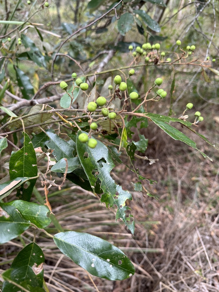 Red Ash from Macquarie Cct, Fitzgibbon, QLD, AU on July 1, 2024 at 01: ...
