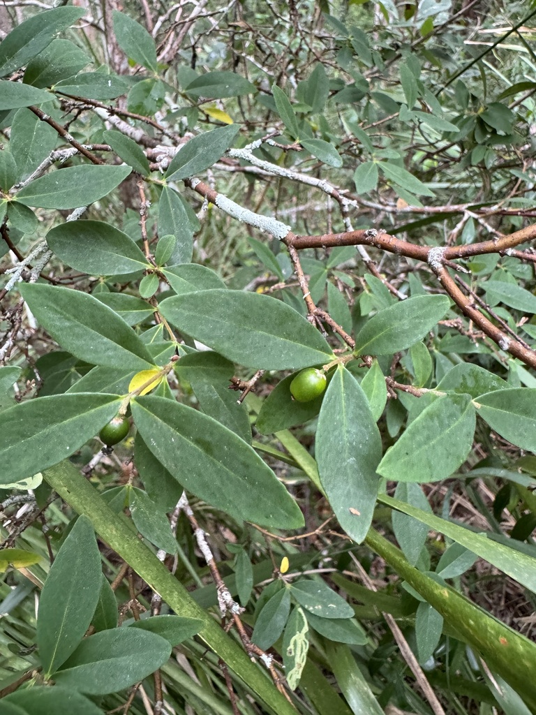 Bootlace Plant from Northwest Outer Brisbane, Fitzgibbon, QLD, AU on ...