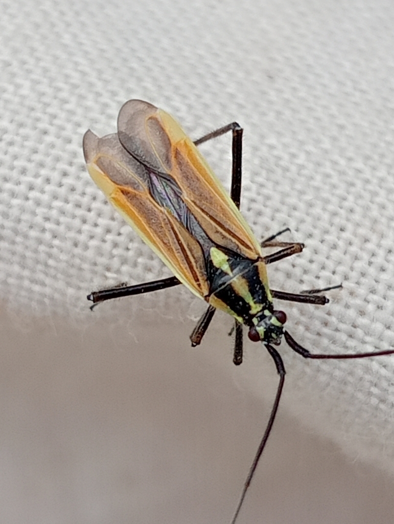 Meadow Plant Bug from York YO24 4BZ, UK on July 1, 2024 at 08:57 AM by ...