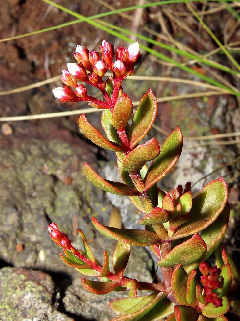 Northern Bonsai Stonecrop from Malolotja Nature Reserve on March 3 ...