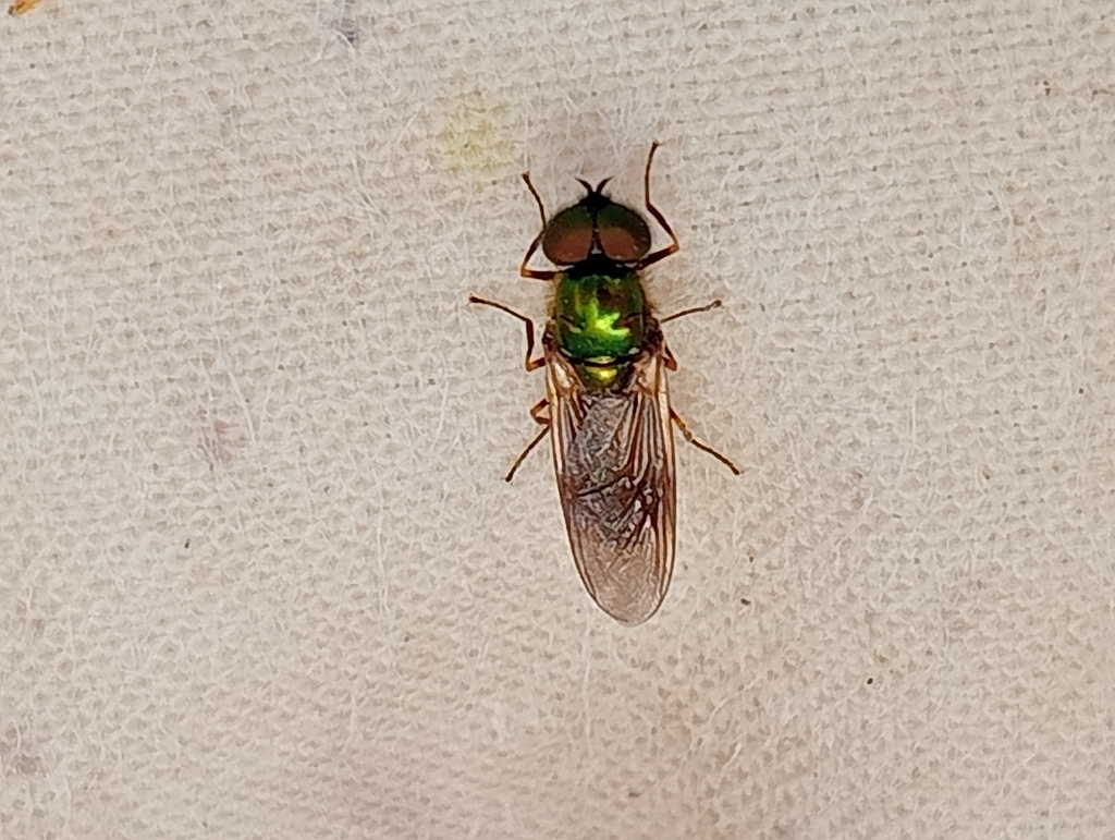 Broad Centurion Fly from York YO24 4BZ, UK on July 1, 2024 at 09:15 AM ...