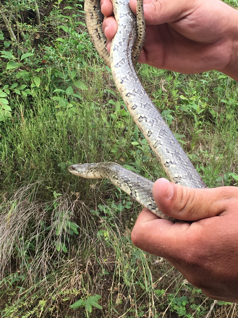 Prairie Kingsnake from 6968–6990 Jordan Rd, Kountze, TX, US on June 14 ...