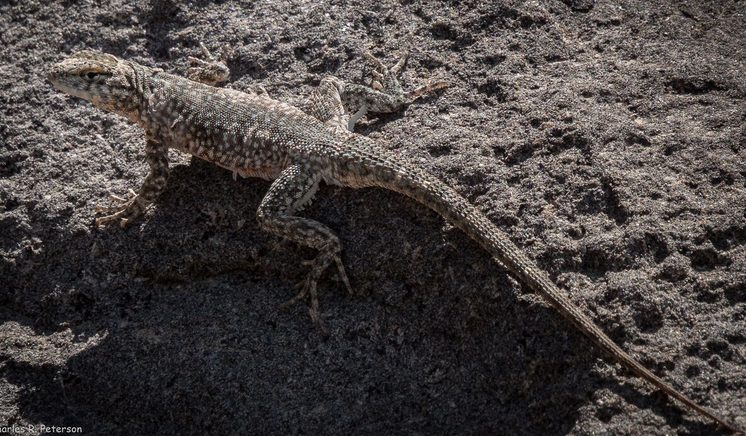 Common Side-blotched Lizard (Idaho Reptiles) · iNaturalist