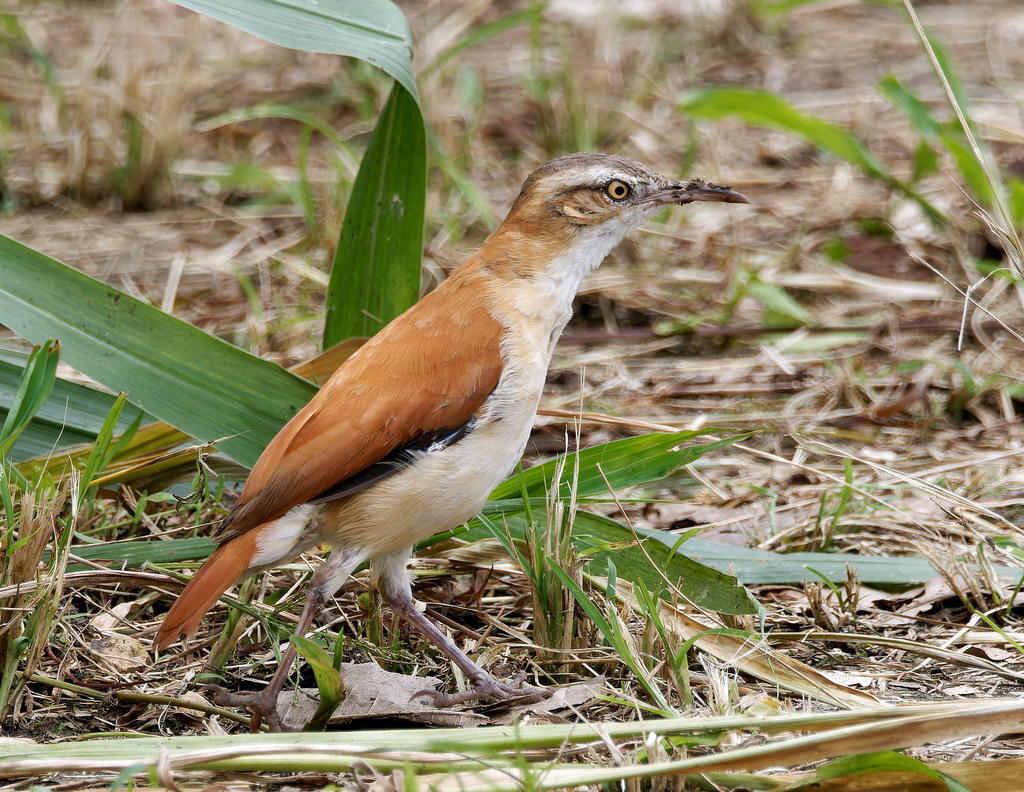 Pacific Hornero from Los Bancos Canton, Ecuador on May 25, 2024 at 02: ...