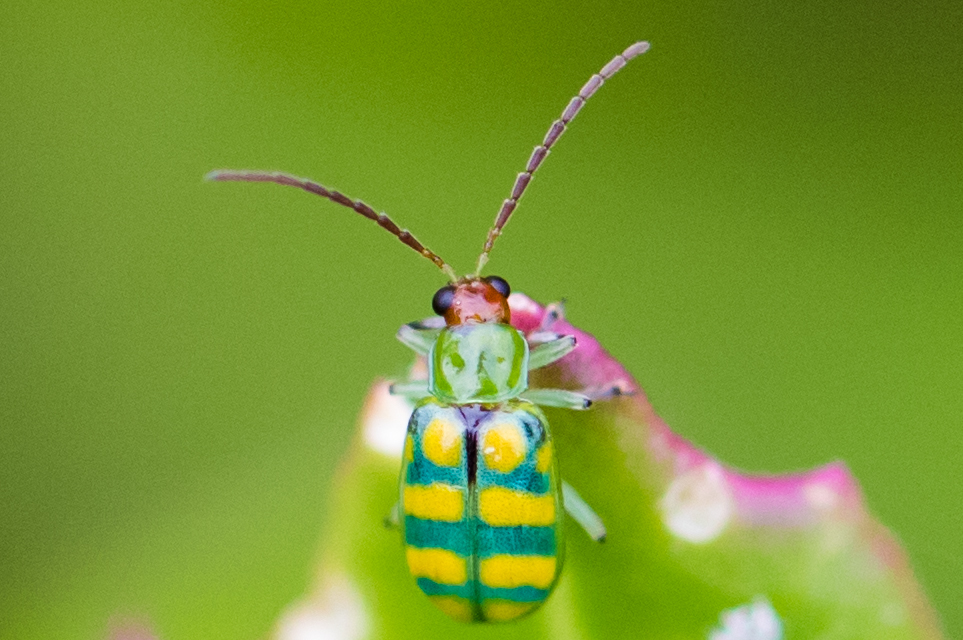 Banded Cucumber Beetle from Lindo Lake on June 11, 2016 at 11:09 AM by ...