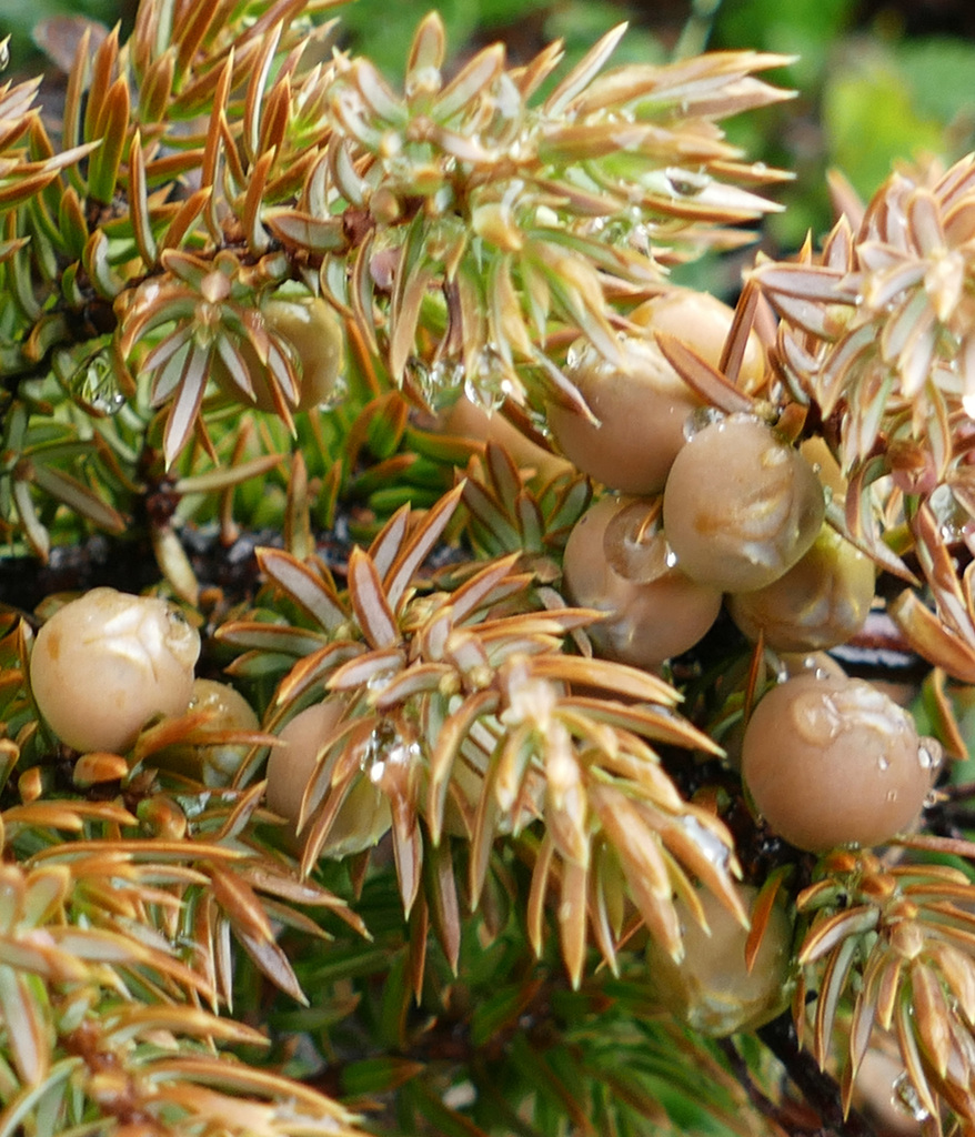 common juniper from Goðafoss Waterfall, 645, Iceland on June 6, 2024 at ...