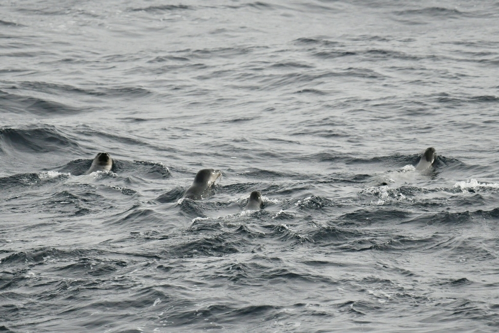 Earless Seals on June 29, 2024 at 09:42 AM by albert_palomino · iNaturalist