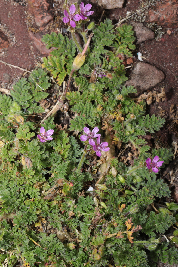 Redstem Stork's-bill from Promenade, Pensarn, NCR5, Abergele North ...