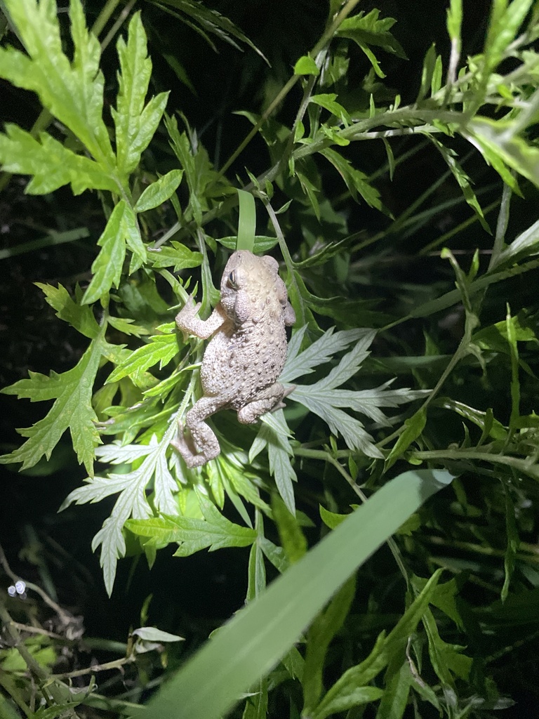 Asiatic Toad from 如心小镇景区, 舟山市, 浙江省, CN on July 1, 2024 at 07:23 PM by ...