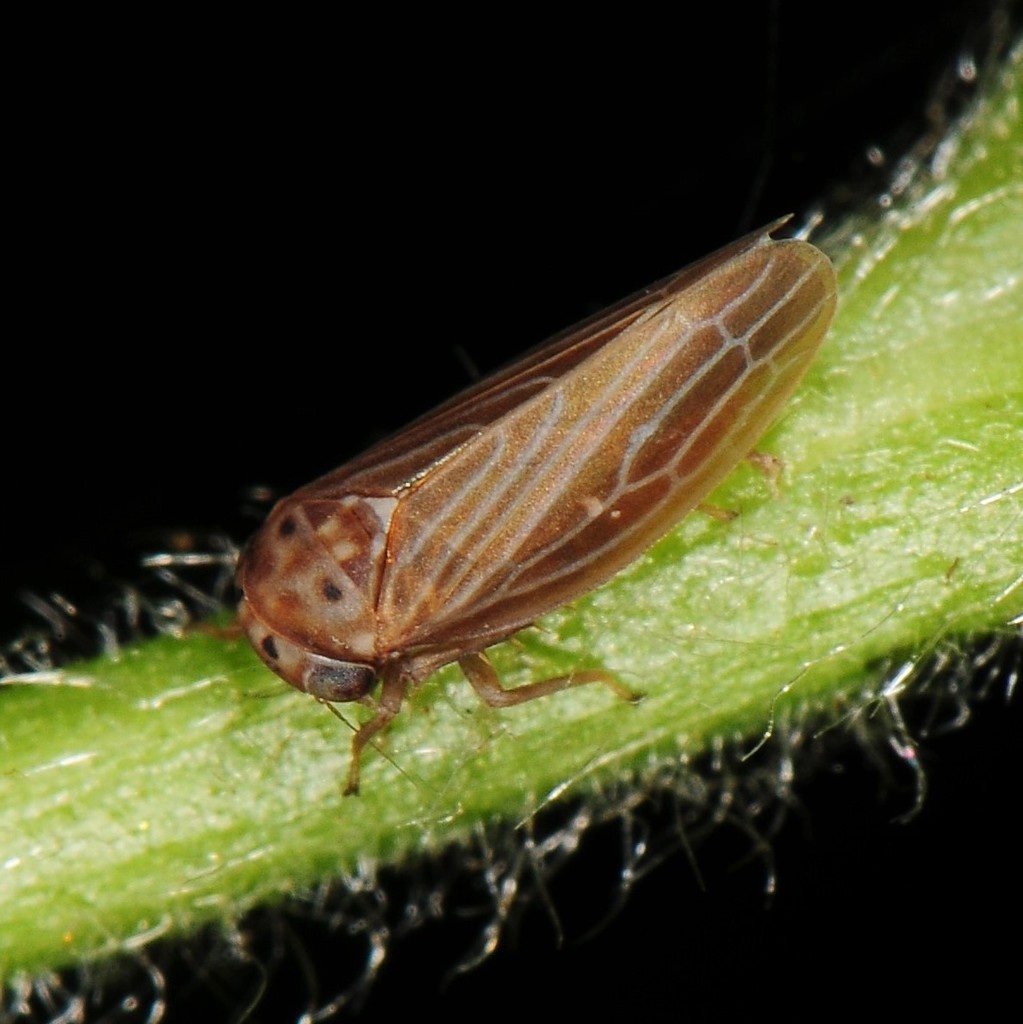 Agallia (Putnam County Site Observations - lice, thrips, true bugs, and ...