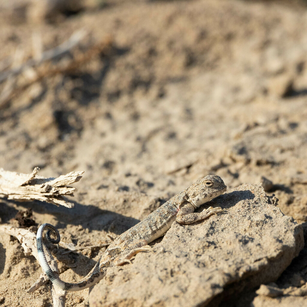 Phrynocephalus guttatus alpherakii from Уйгурский район, Казахстан on ...
