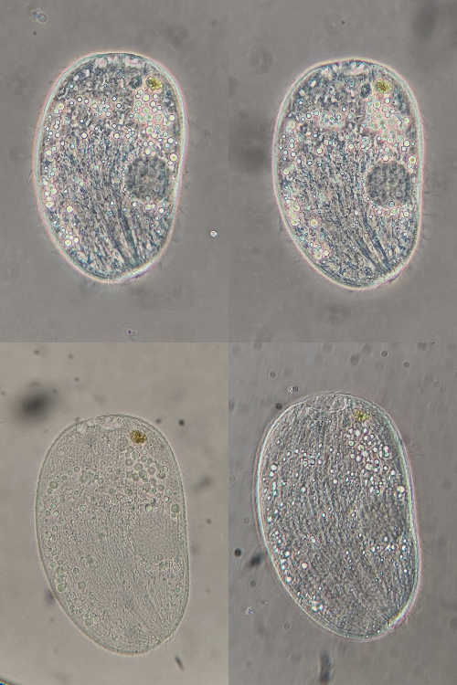 Prorodon from Gold Coast QLD, Australia on July 1, 2024 at 10:08 AM by ...