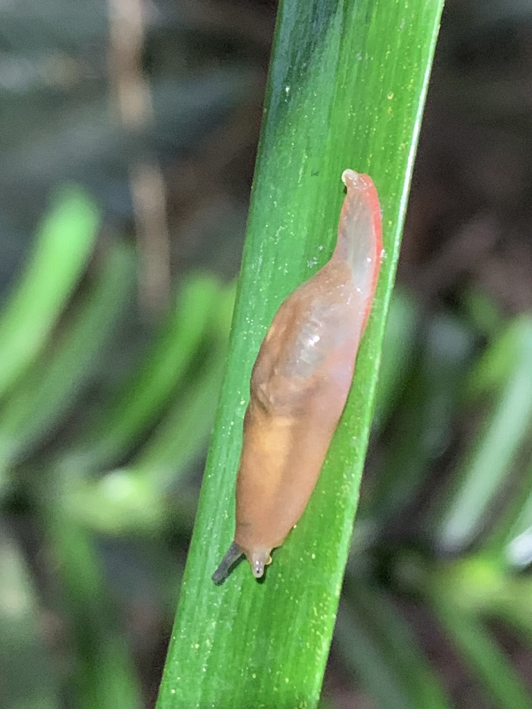 Cystopelta from Dooragan National Park, North Brother, NSW, AU on July ...