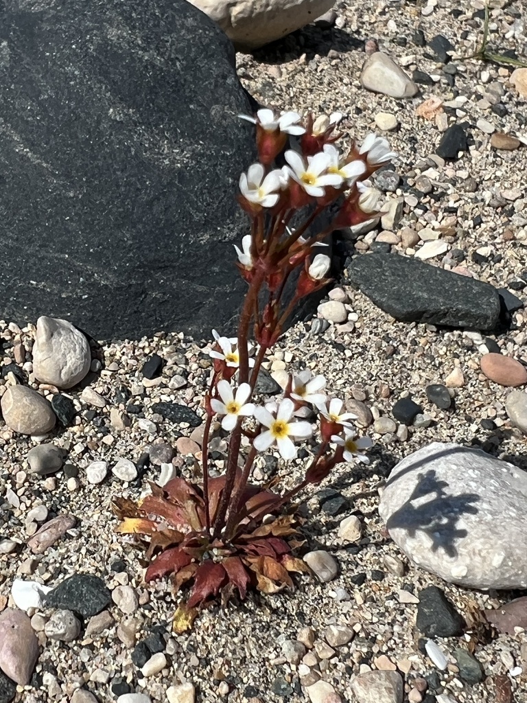 pygmy-flower rock-jasmine from Hudson Bay, Kenora, Unorganized, ON, CA ...