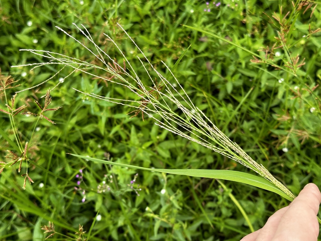 Chinese Sprangletop from Singapore Island, Singapore, SG, SG on June 30 ...
