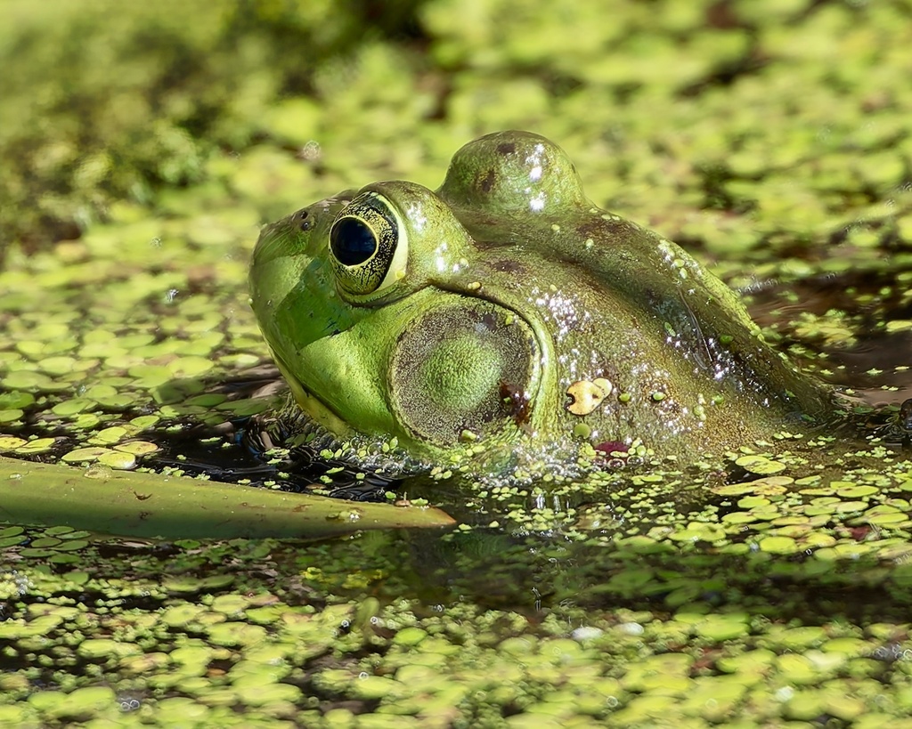 American Bullfrog from Galloway, Galloway, OH, US on June 30, 2024 at ...