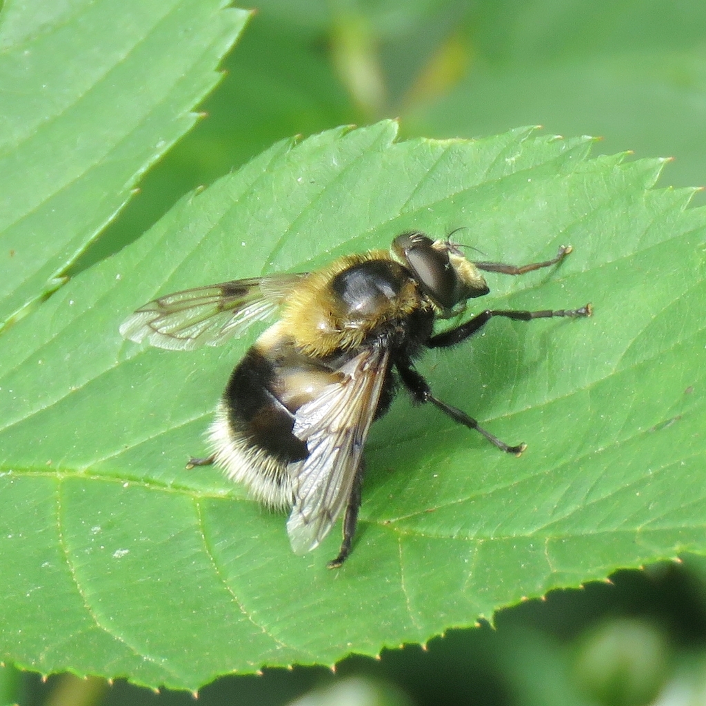 Bumble Bee Hover Fly from Wyndley Heath, Sutton Park on June 29, 2024 ...