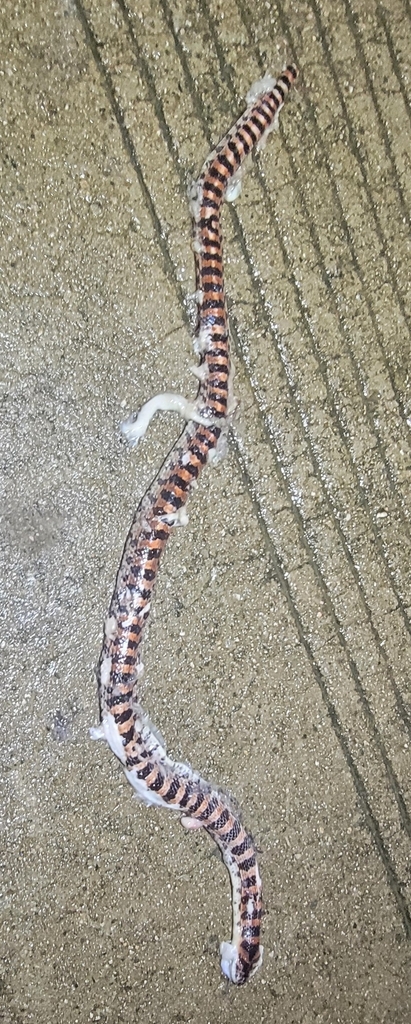 Red-banded Snake from Anqing, CN-AH, CN on July 01, 2024 at 08:26 PM by ...