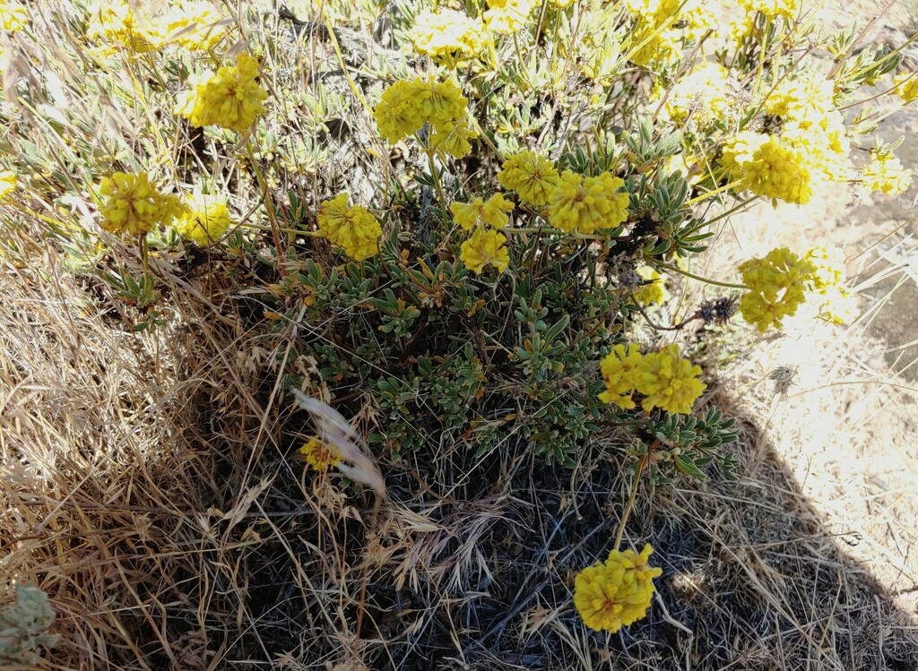 rock buckwheat from Jefferson County, OR, USA on June 20, 2024 at 11:35 ...