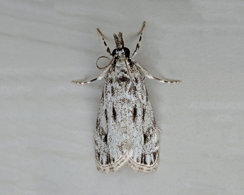 Striped Eudonia Moth from Salem, NH 03079, USA on July 1, 2024 at 05:06 ...