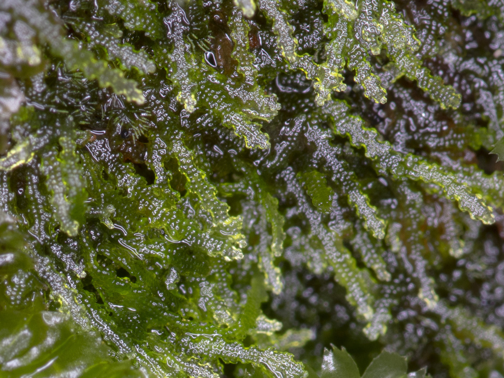 Zoopsis argentea from Balook VIC 3971, Australia on July 9, 2020 at 12: ...