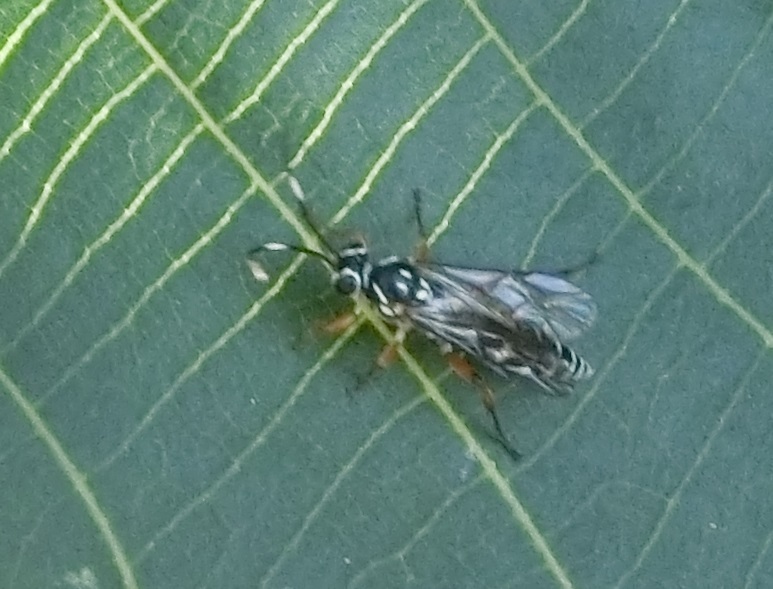 Gotra octocinctus from 638台灣雲林縣麥寮鄉 on July 1, 2024 at 03:13 PM by ...